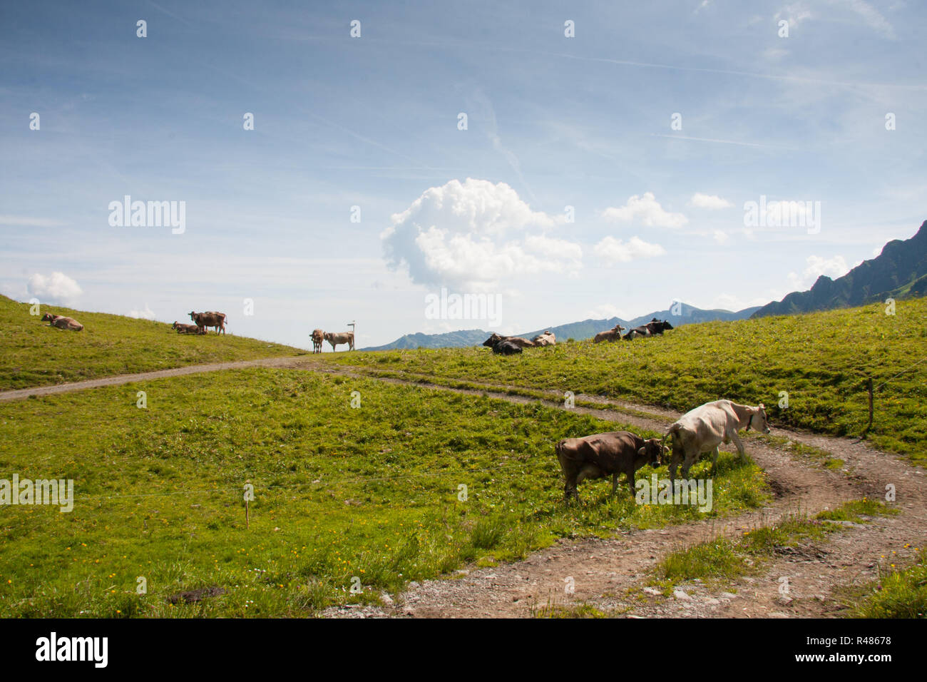 Bregenzerwald cheese hi-res stock photography and images - Alamy