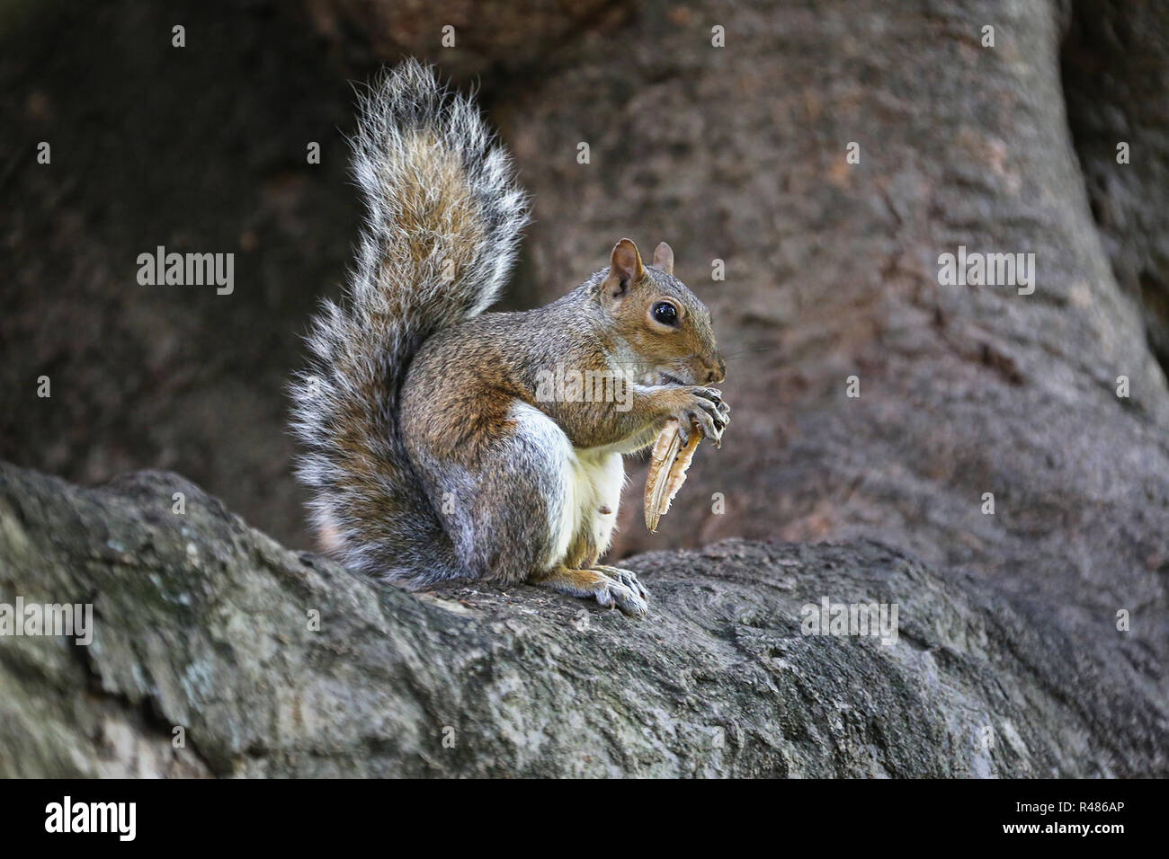 african squirrel sits on a tree and eats a nut Stock Photo - Alamy