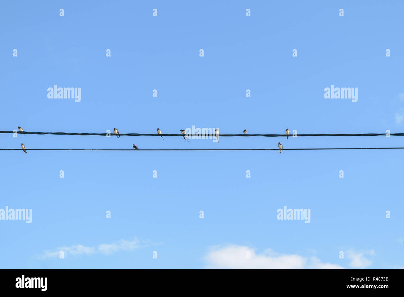 Birds on wire Stock Photo - Alamy