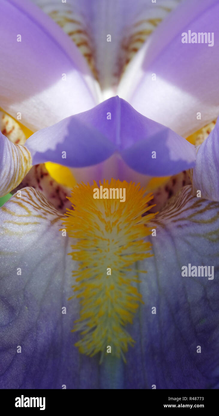 Makrophotographie hi-res stock photography and images - Alamy