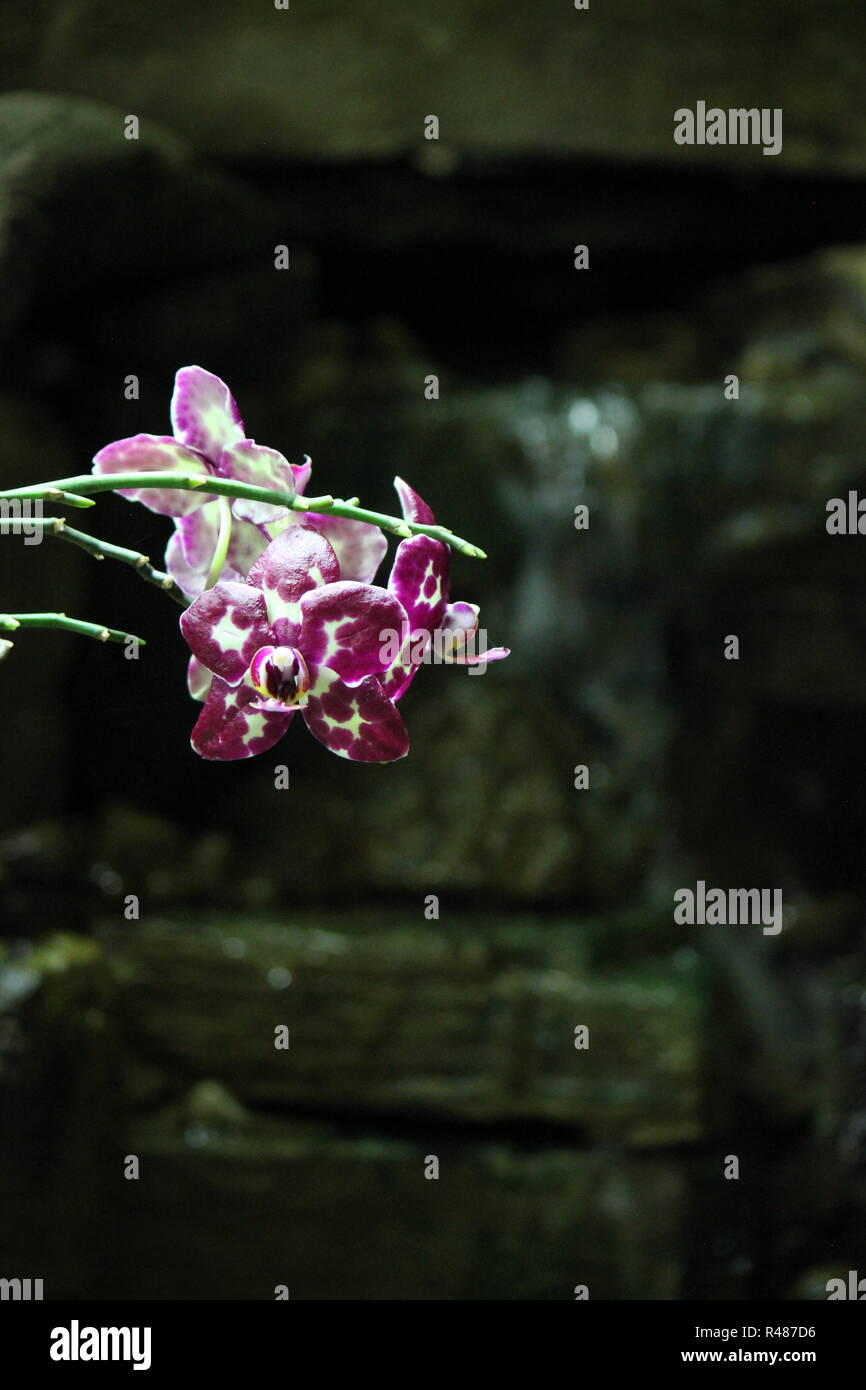 Deep pink orchids hi-res stock photography and images - Alamy