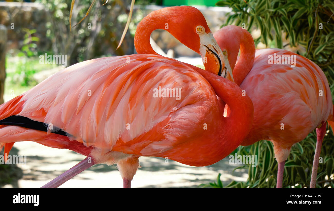 Beautiful American Flamingo standing on one foot, green nature ...