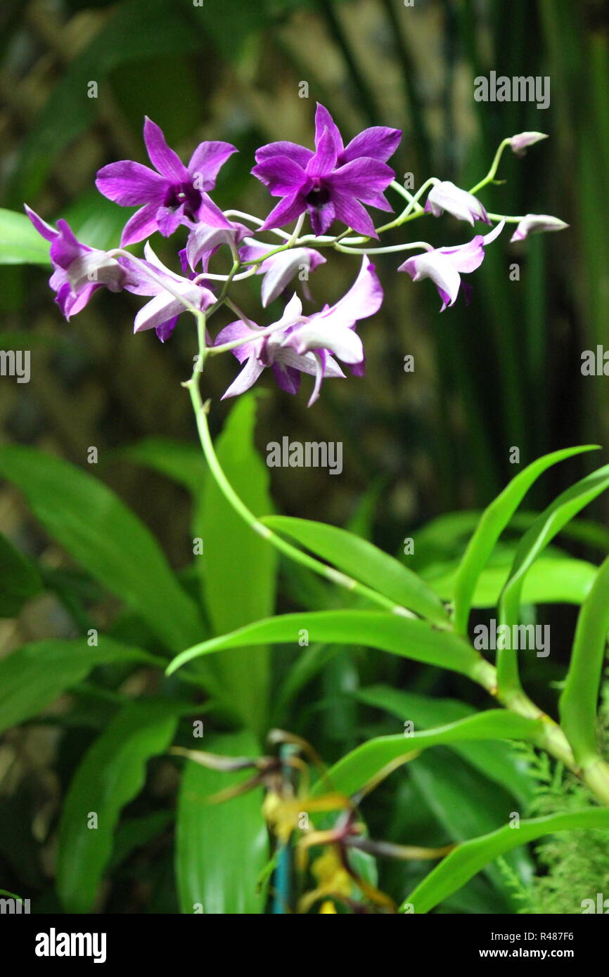Beautiful purple dendrobium flower plants growing in the sunny meadow ...