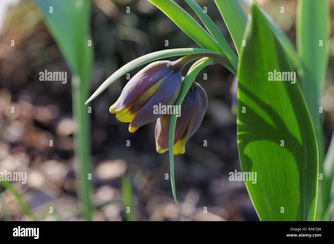 schachblume - chess flower 08 Stock Photo - Alamy