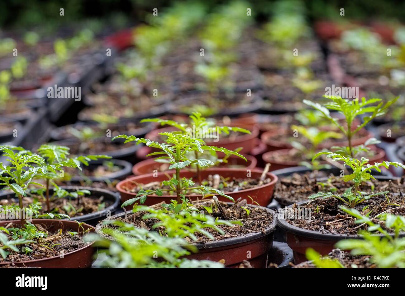 tagetes cultivation - tagetes plant breeding 01 Stock Photo - Alamy