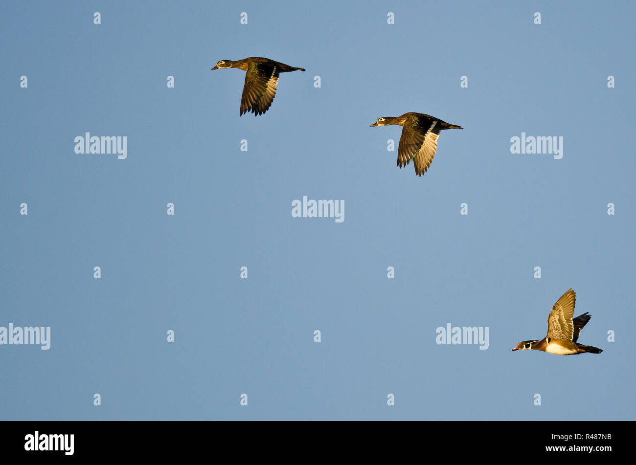 Three Wood Ducks Flying in a Blue Sky Stock Photo - Alamy