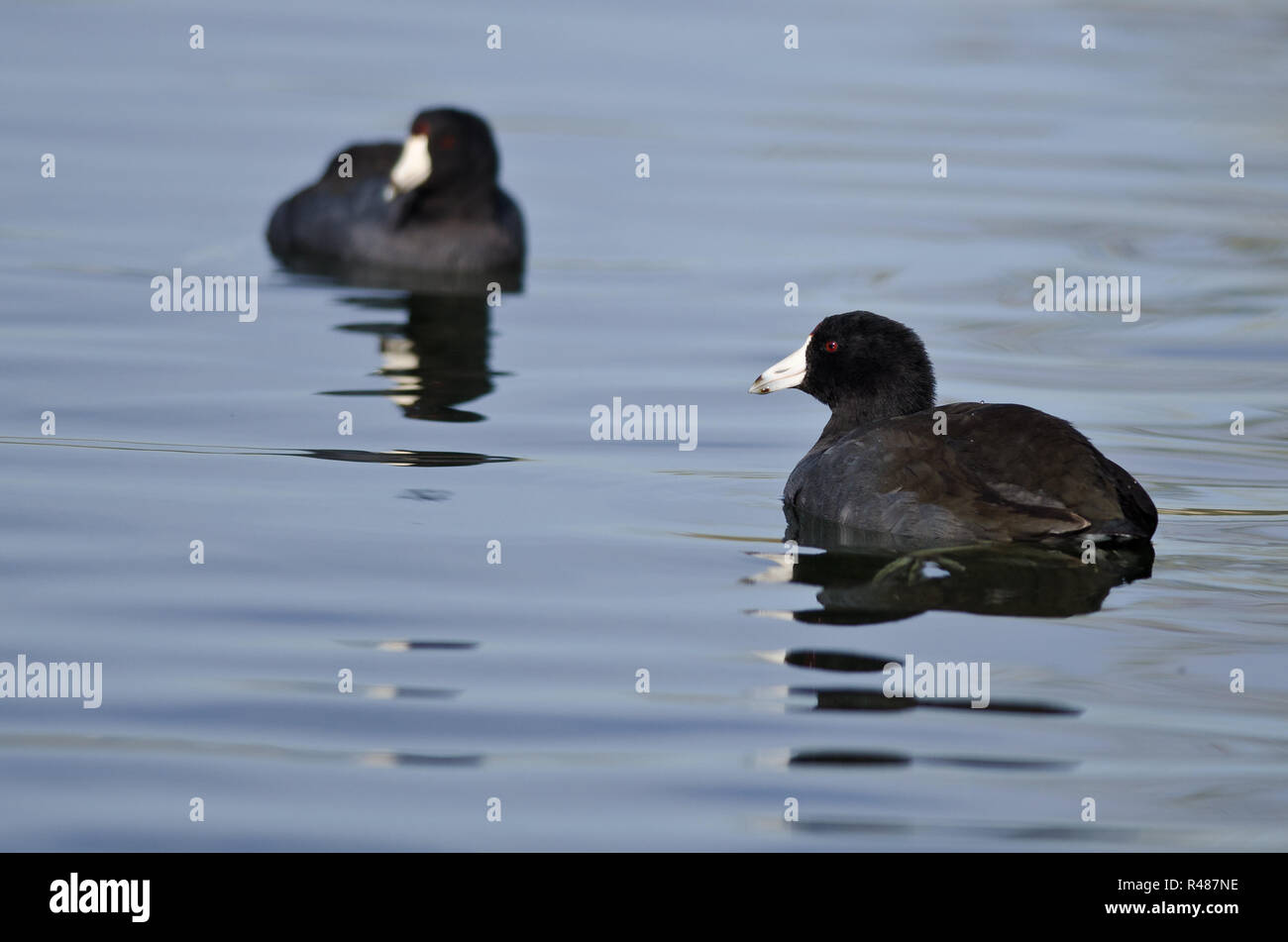 Pair of coots hi-res stock photography and images - Alamy