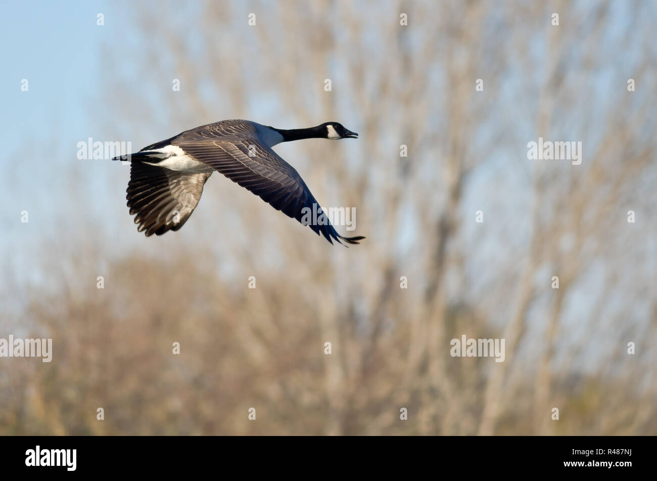 Canada goose flying low over water hi-res stock photography and images ...