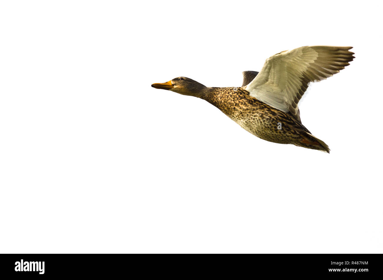 Mallard Duck Flying on a White Background Stock Photo - Alamy