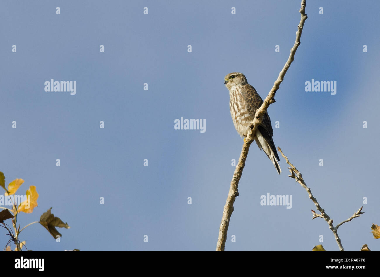 Merlin falcon in tree hi-res stock photography and images - Alamy