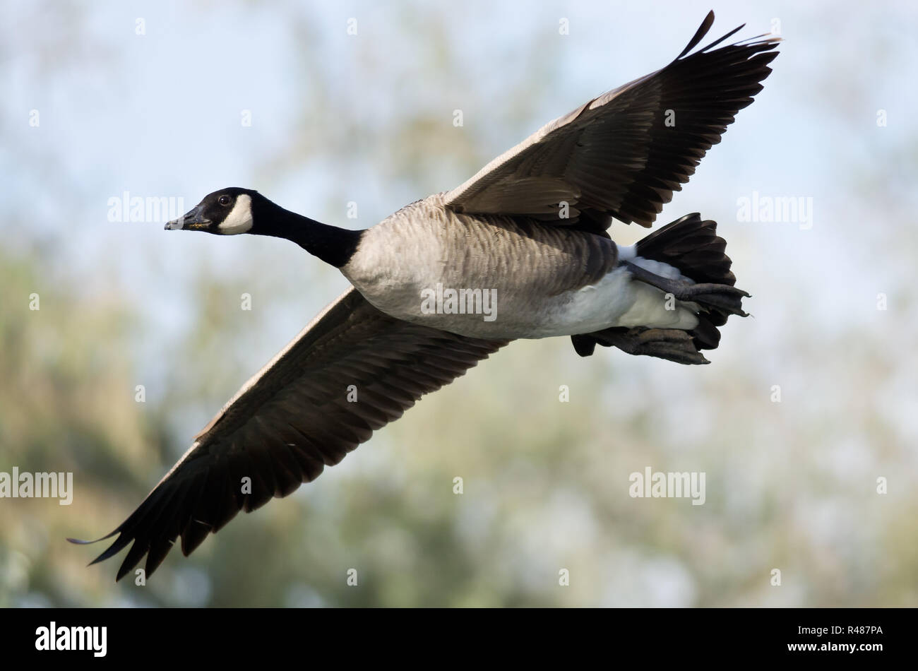 Close Look at a Canada Goose in Flight Stock Photo - Alamy