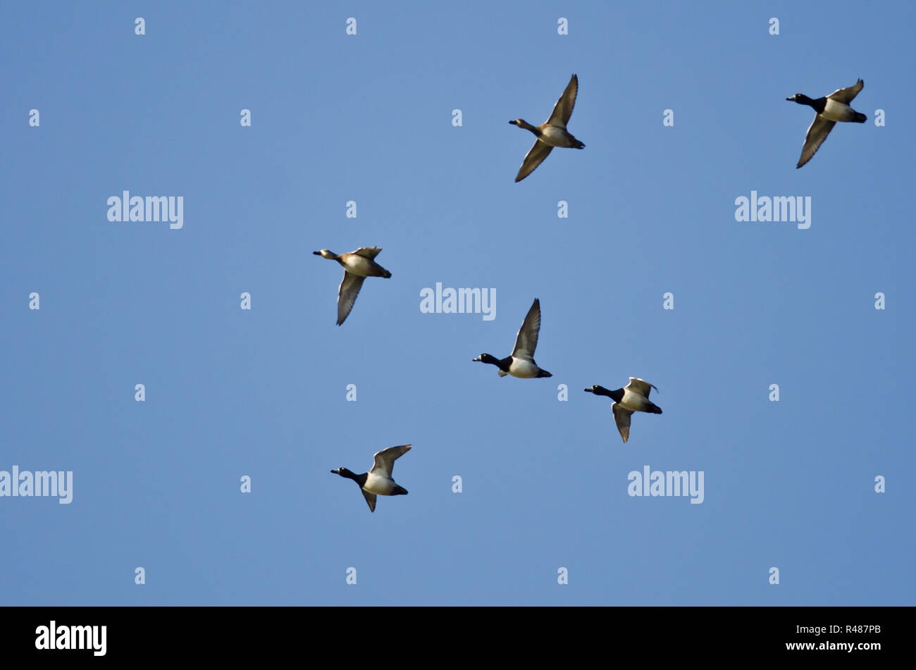 Flock of Ring-Necked Ducks Flying in a Blue Sky Stock Photo - Alamy