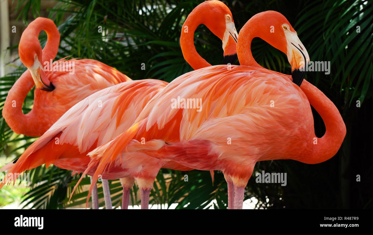 Beautiful American Flamingo standing on one foot, green nature ...