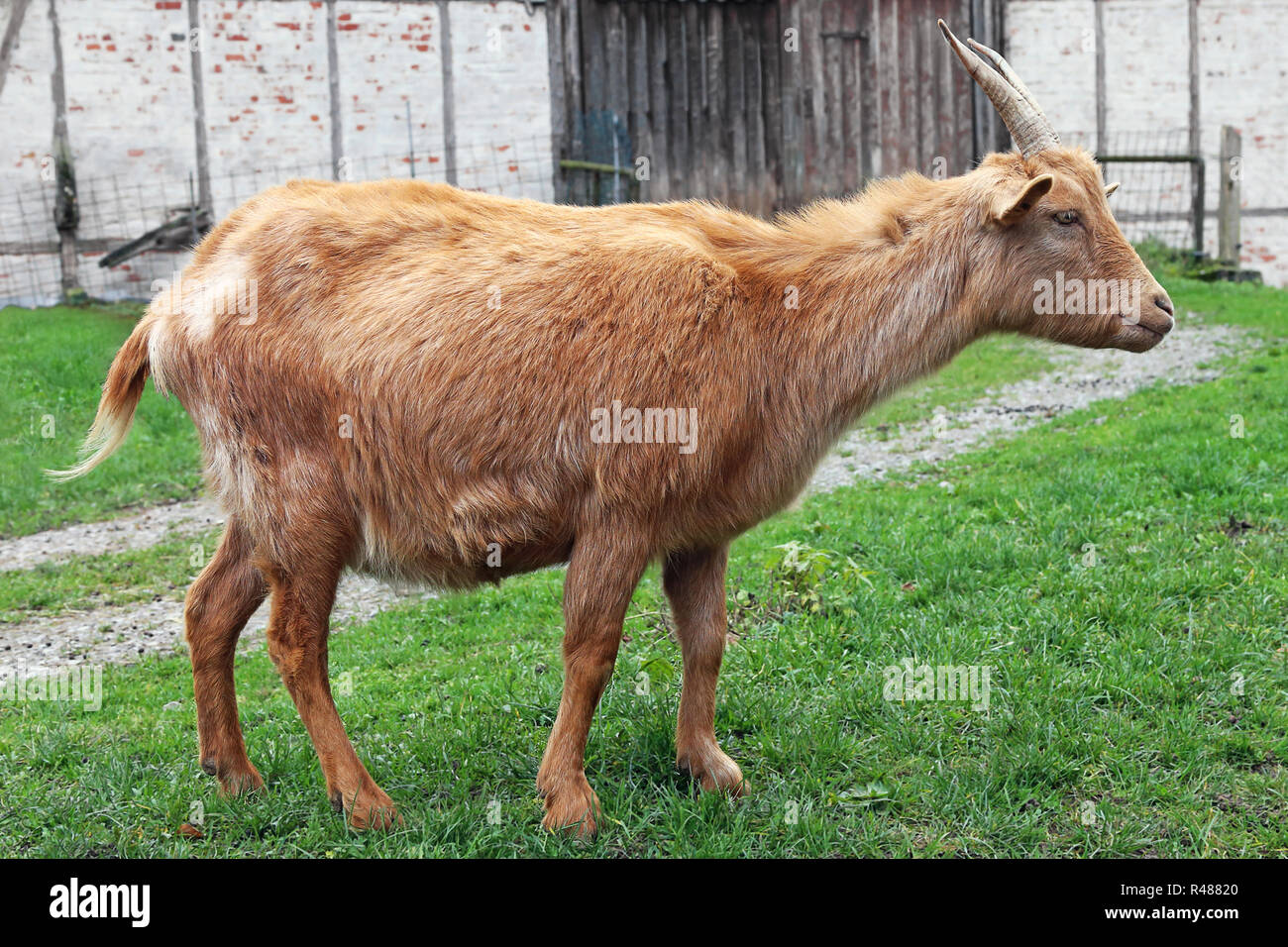 brown goat on farm Stock Photo - Alamy