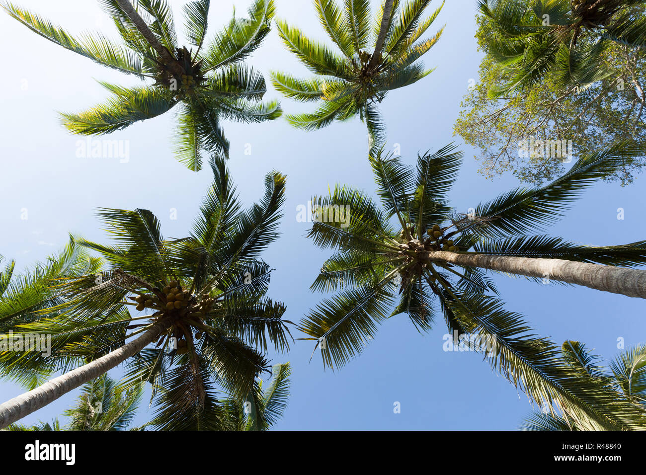 Coco beach antigua hi-res stock photography and images - Alamy