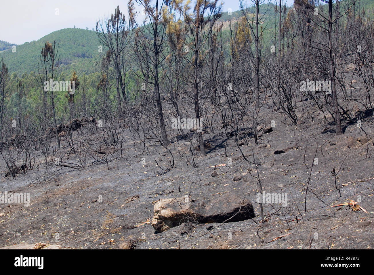 Fire damages trees hi-res stock photography and images - Alamy