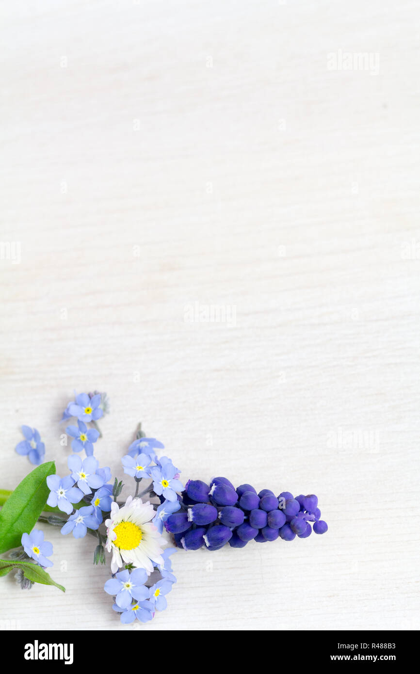 forget me not background with daisies and grape hyacinth Stock Photo ...
