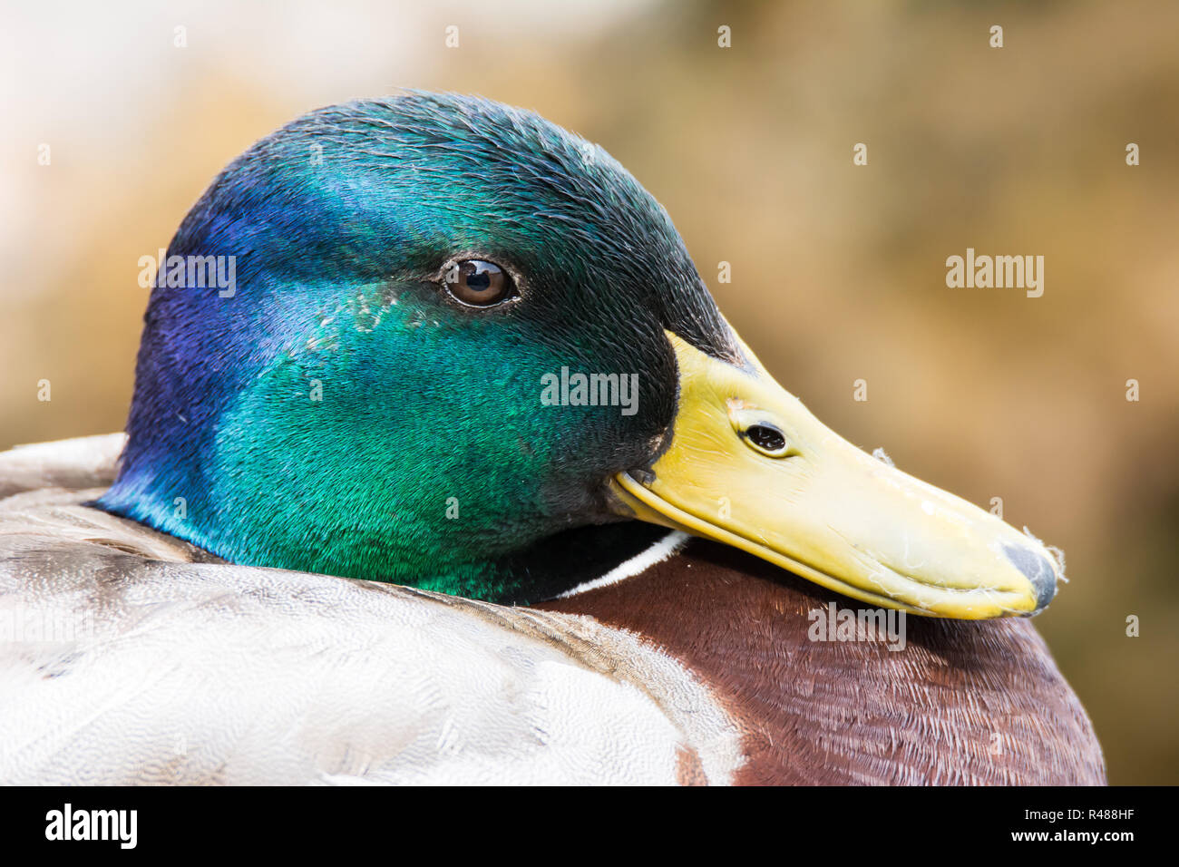 Portrait mallard duck hi-res stock photography and images - Alamy