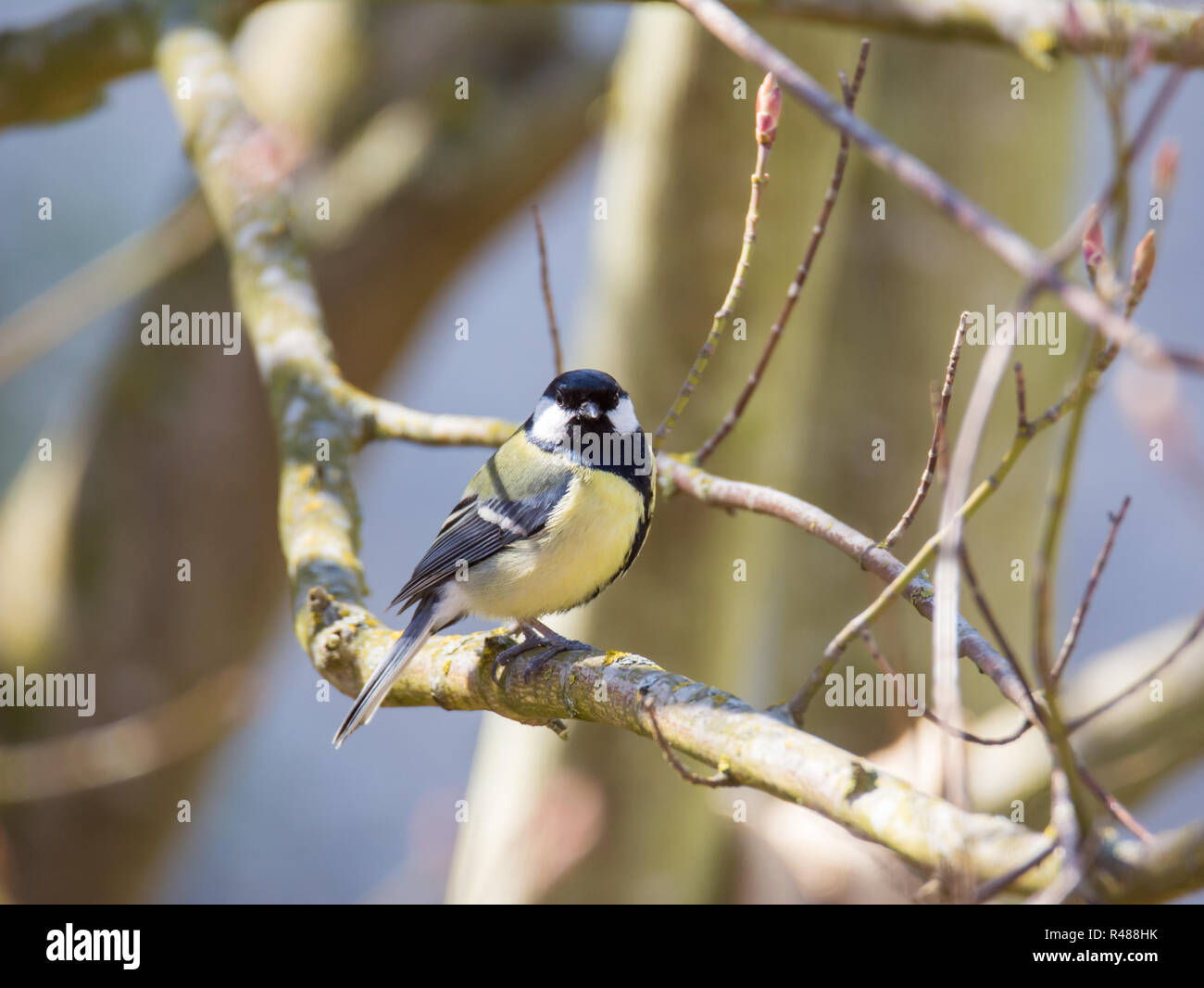 Great tit bird Stock Photo - Alamy