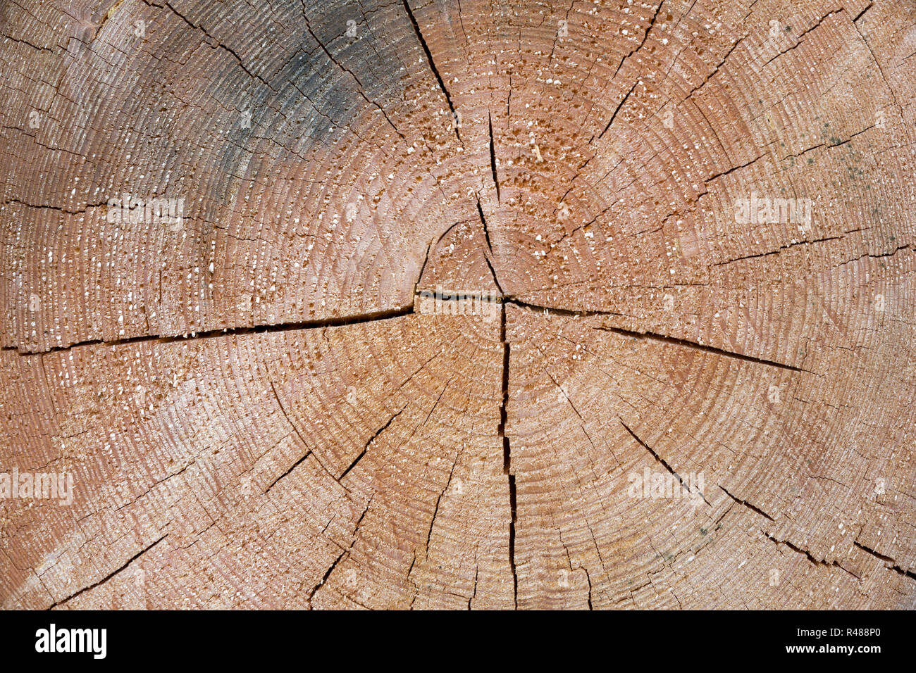 cross section of a tree trunk with annual rings Stock Photo - Alamy