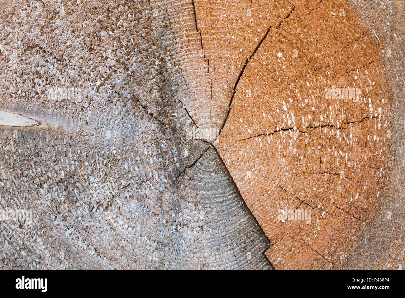 cross section of a tree trunk with annual rings Stock Photo - Alamy