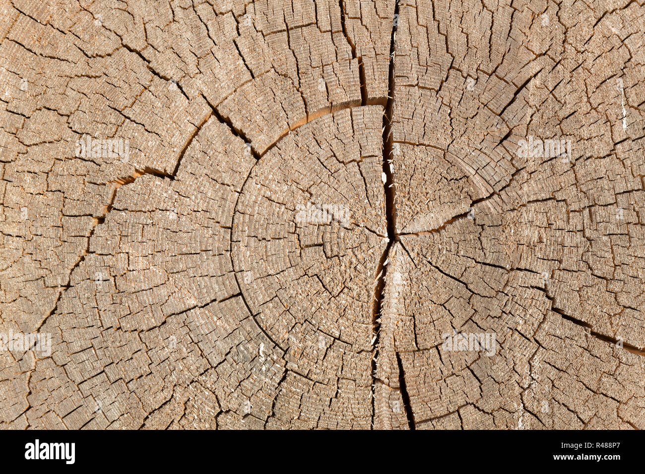 cross section of a tree trunk with annual rings Stock Photo - Alamy