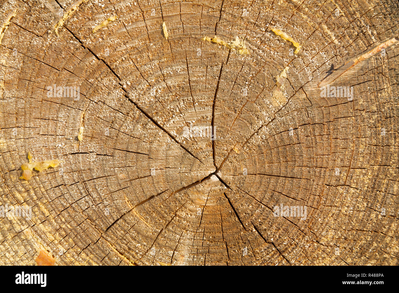 cross section of a tree trunk with annual rings Stock Photo - Alamy