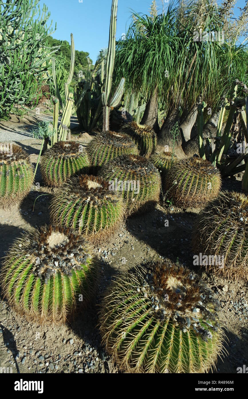 ball cacti. park in benalmadena,andalusia Stock Photo - Alamy