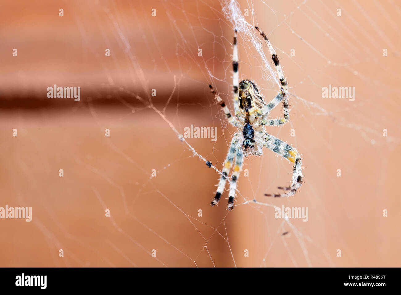 spider while spinning Stock Photo - Alamy