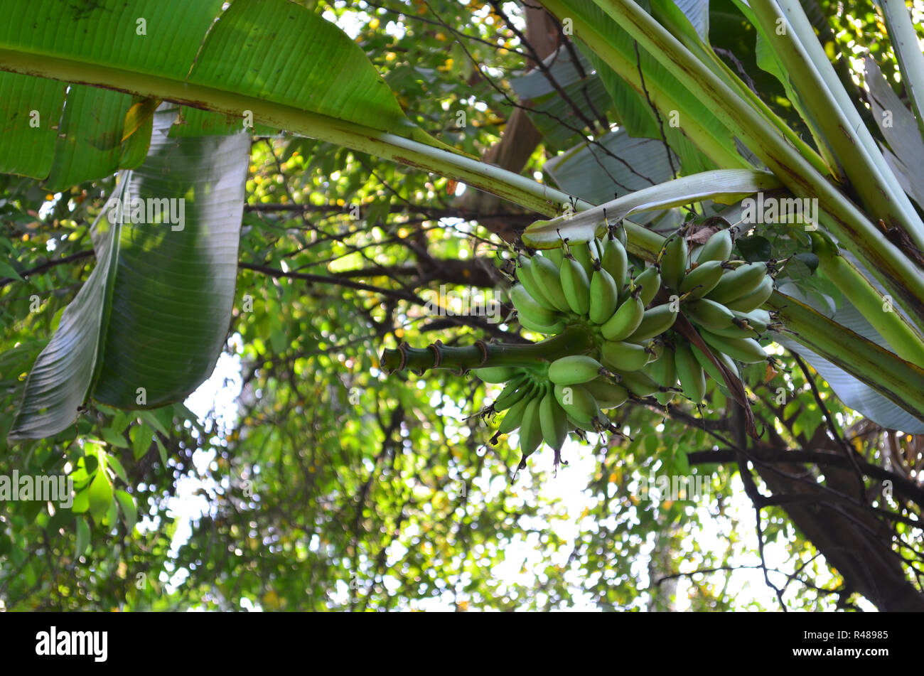 Banana tree in a tropical background Stock Photo - Alamy