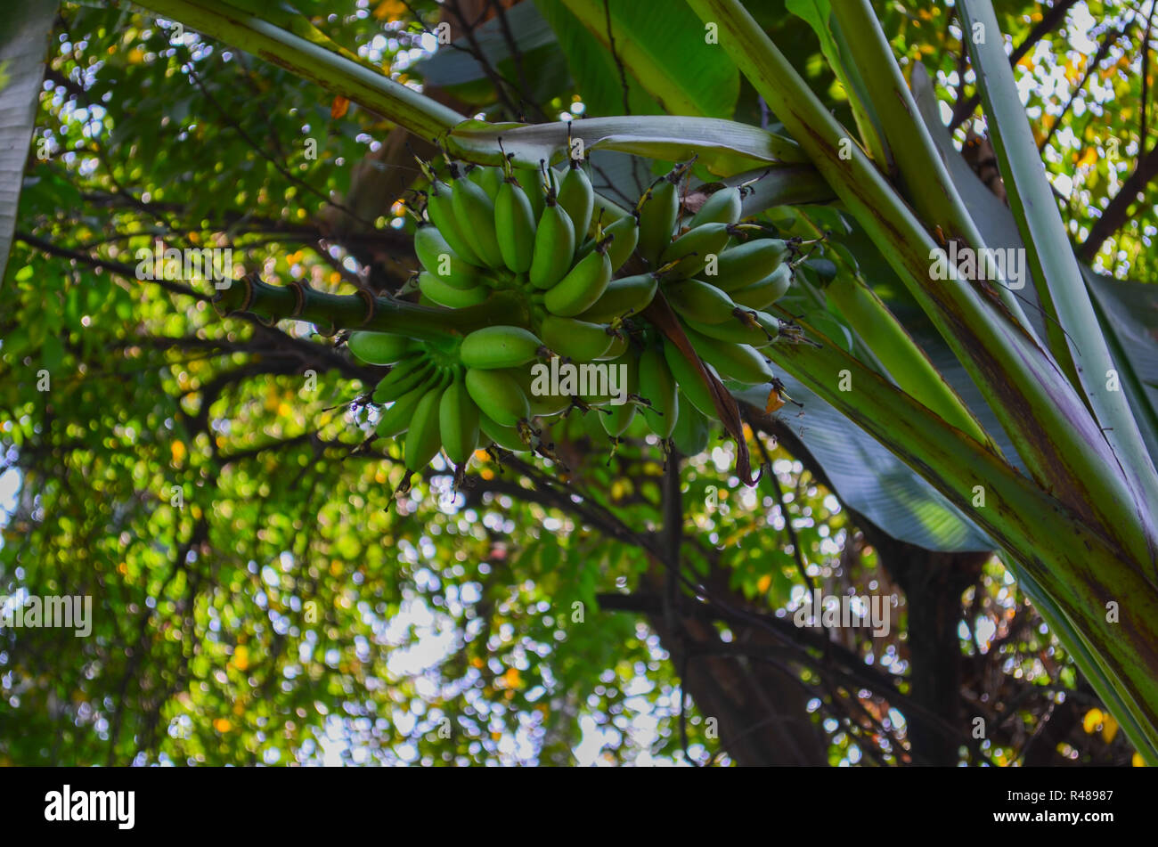 Banana tree in a tropical background Stock Photo - Alamy