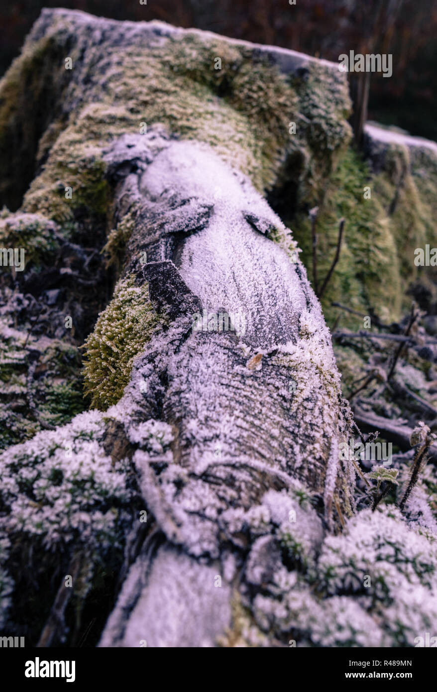 Frozen tree trunk hi-res stock photography and images - Alamy