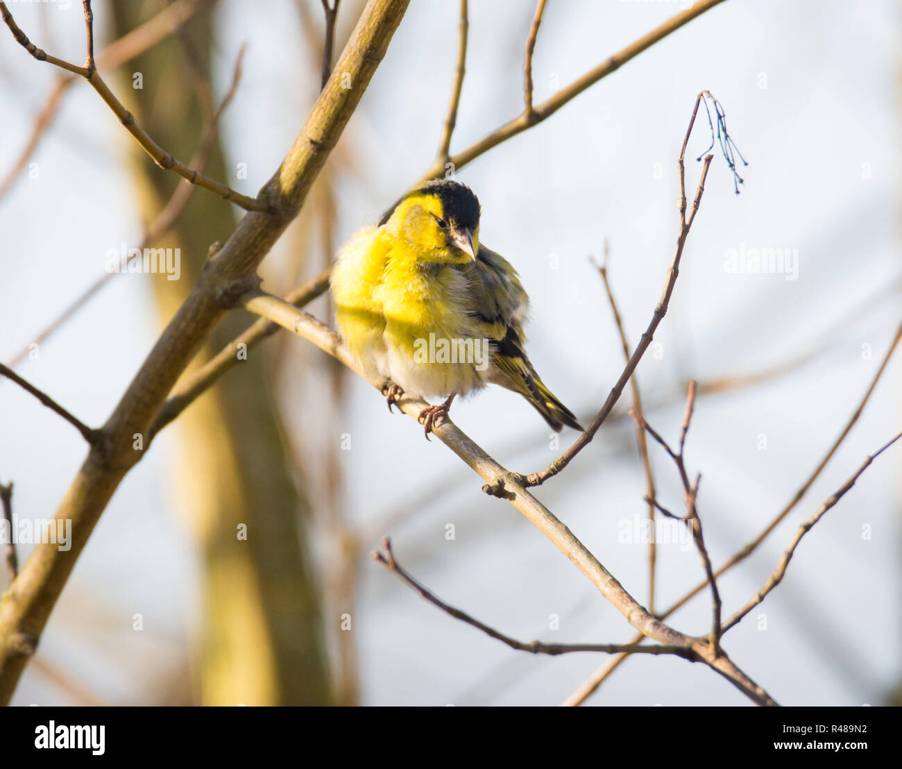 Blackheaded goldfinch hi-res stock photography and images - Alamy