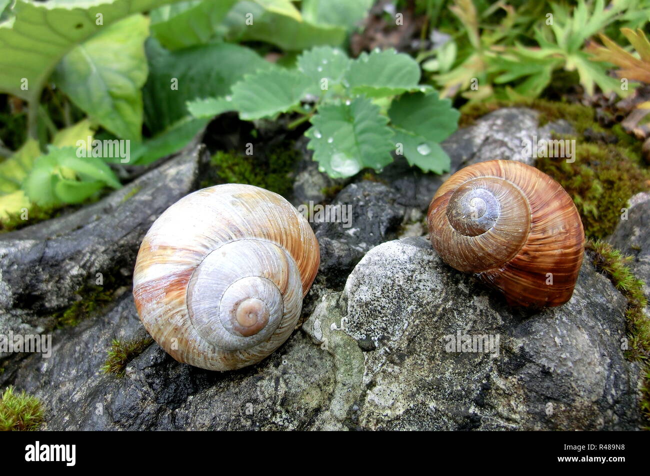 two snail shells on stone Stock Photo - Alamy