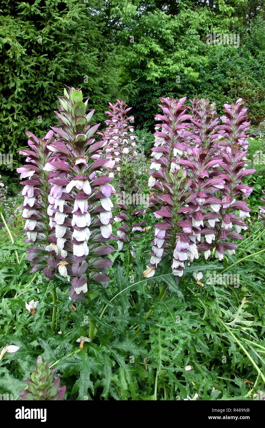 Purple acanthus leaves hi-res stock photography and images - Alamy