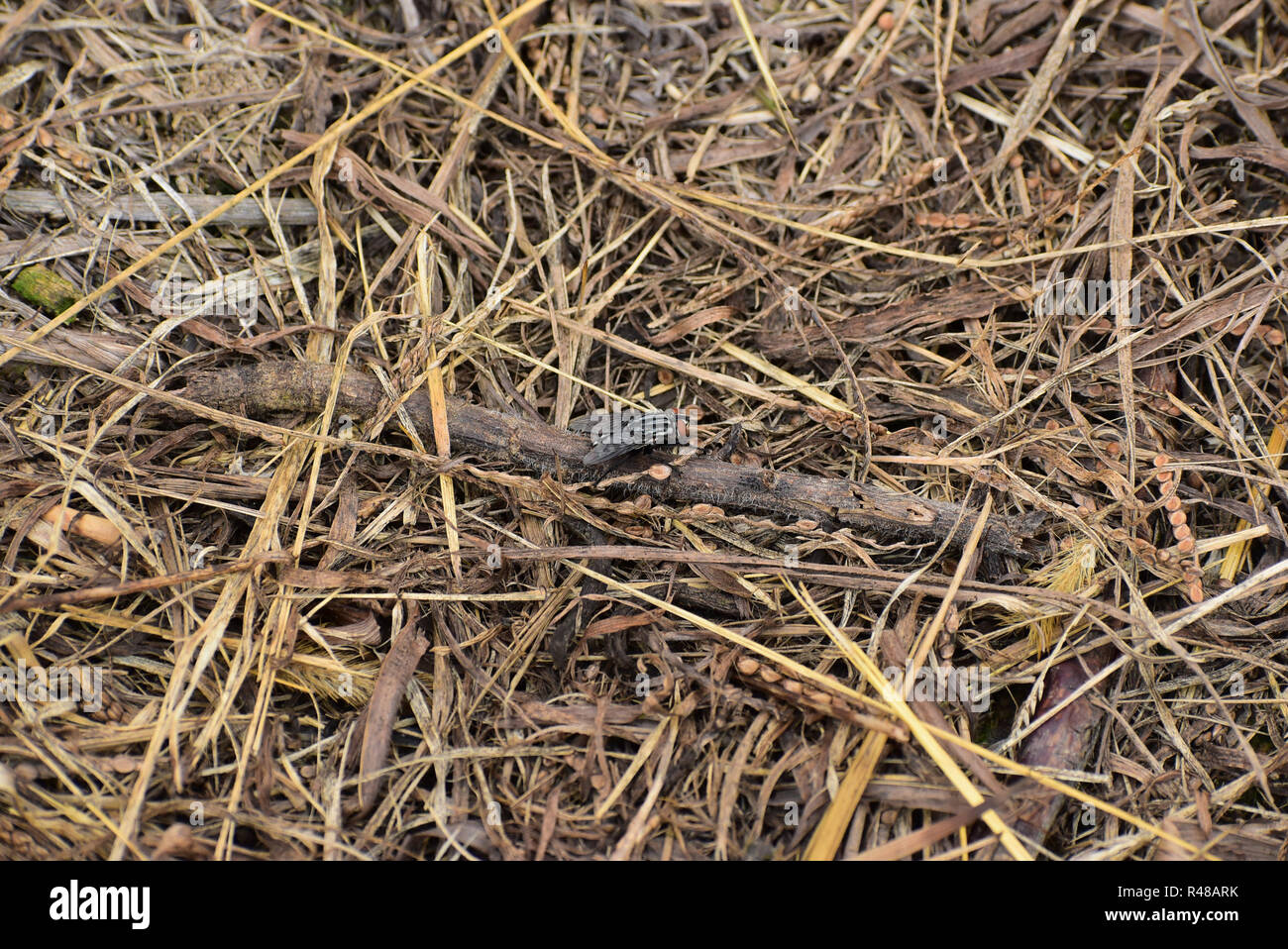 Hay stick hi-res stock photography and images - Alamy