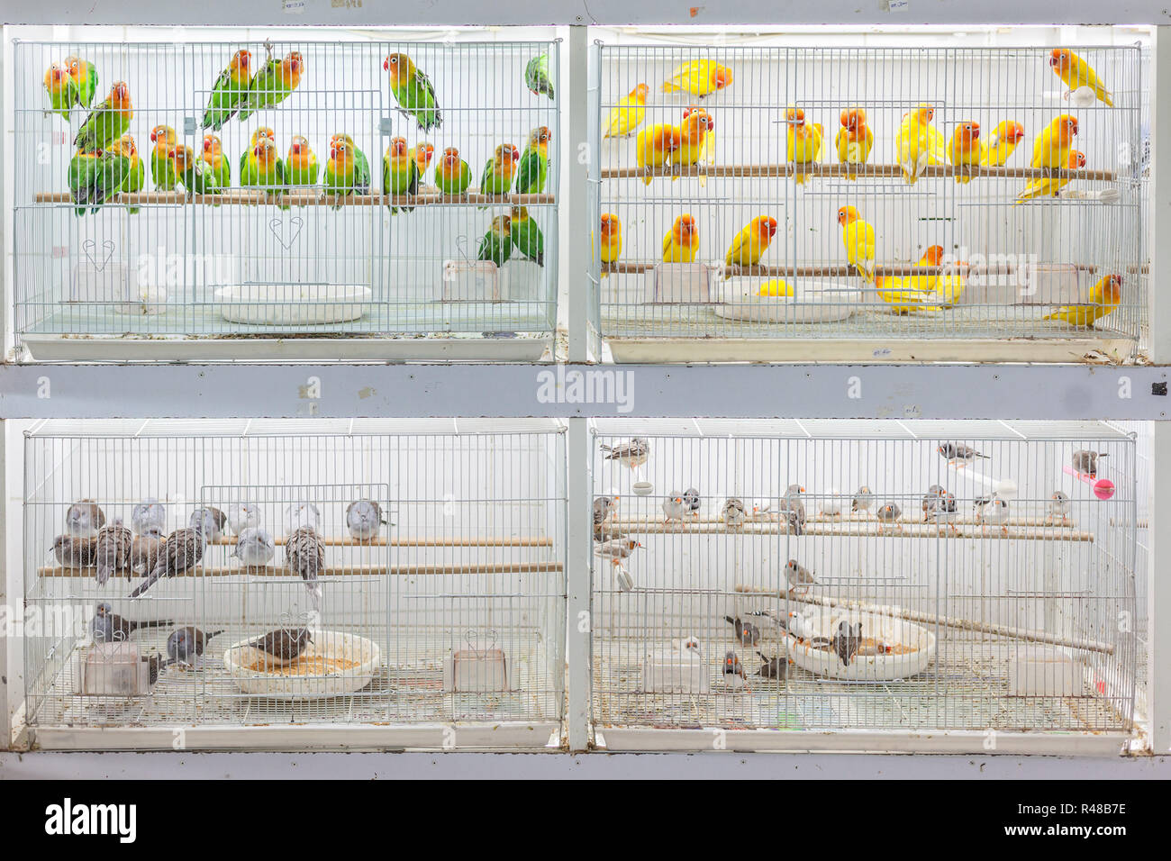 Birds bazaar hi-res stock photography and images - Alamy