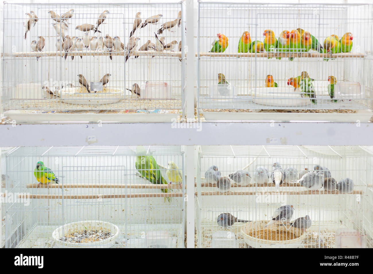 Birds bazaar hi-res stock photography and images - Alamy