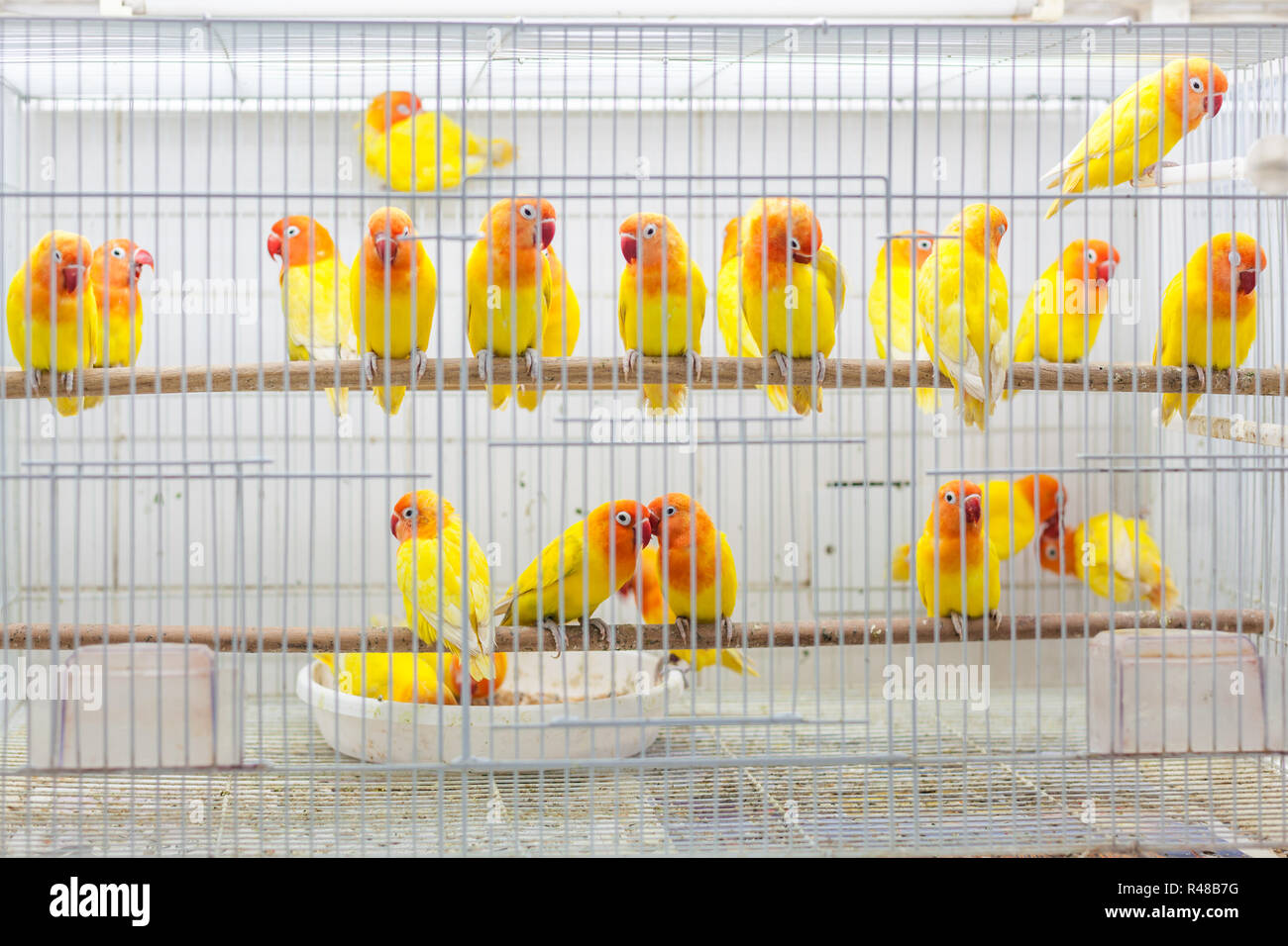 Birds bazaar hi-res stock photography and images - Alamy