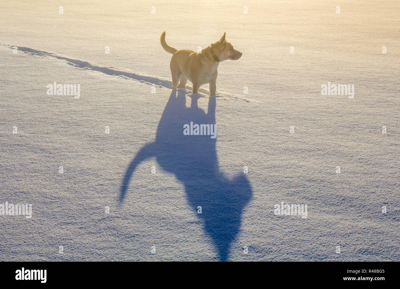 a belgian sheepdog and his faithful companion,his shadow,winter scene ...