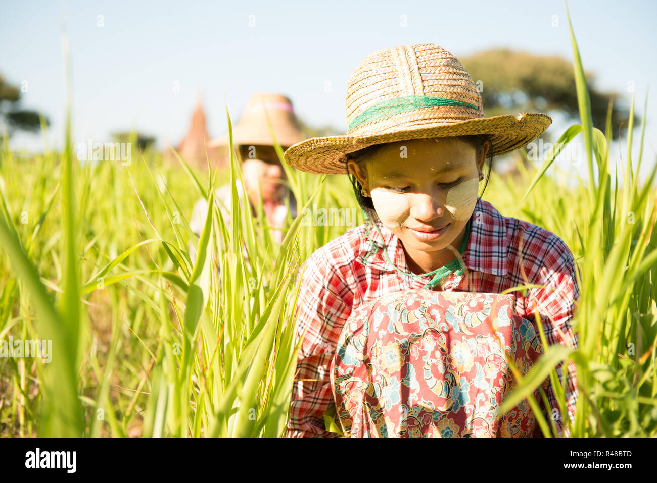 Traditional Myanmar female farmers working in farm Stock Photo - Alamy