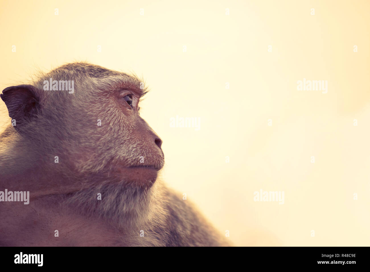 Monkey profile hi-res stock photography and images - Alamy