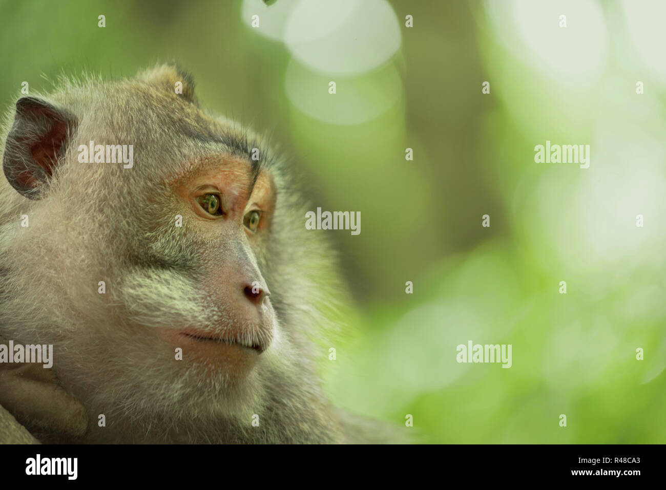 Wild monkey face jungle wildlife green background Stock Photo - Alamy