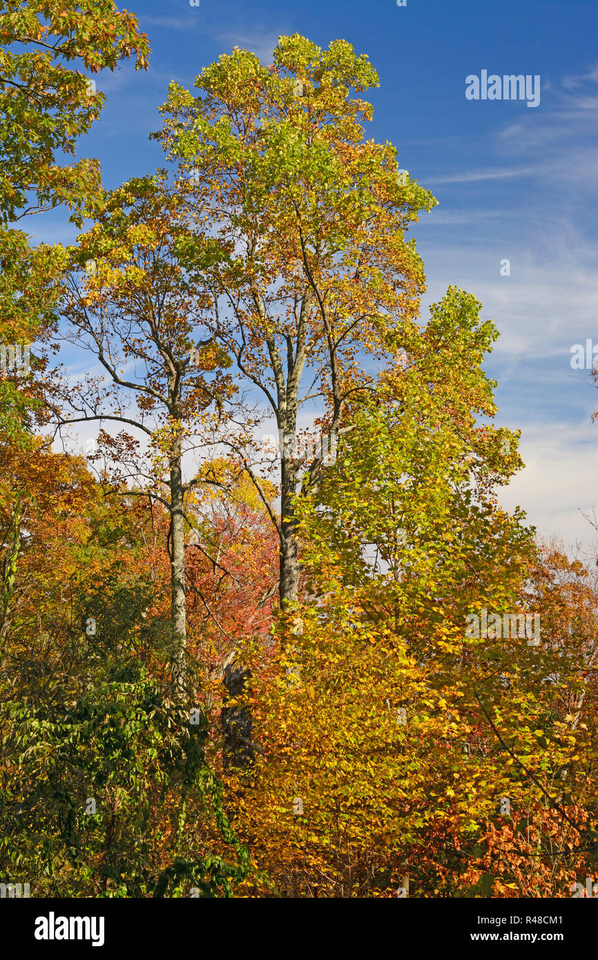 Tall Tree in Fall Colors Stock Photo - Alamy
