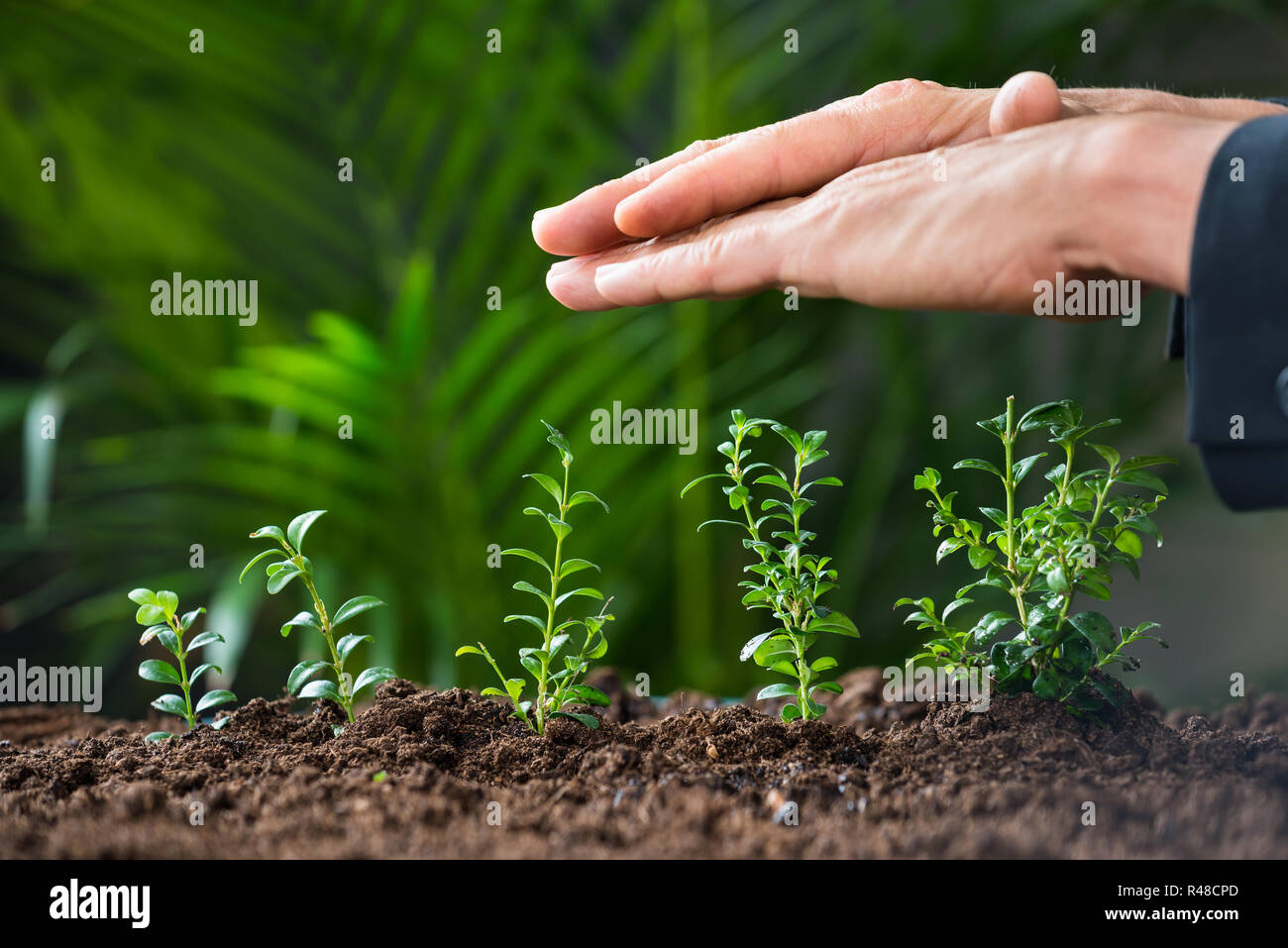 Businessman's Hands Protecting Plants Growing On Land Stock Photo - Alamy