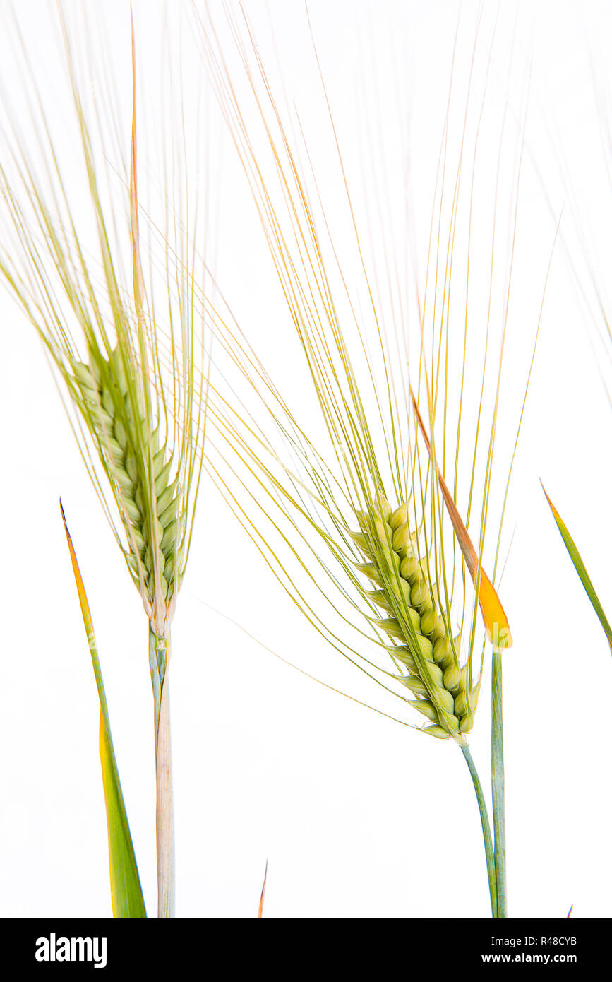 Dried corn field Cut Out Stock Images & Pictures - Alamy