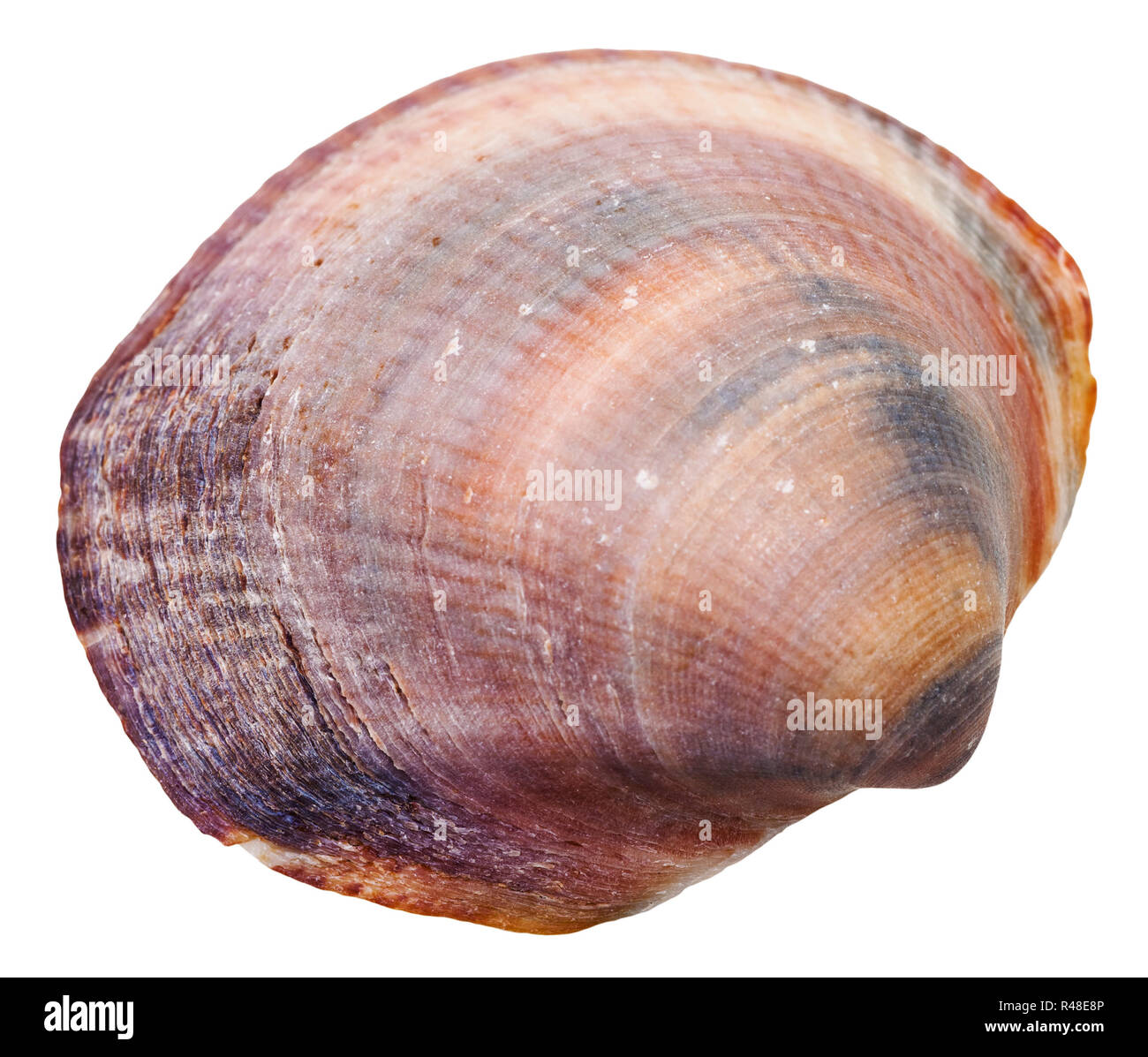 sea venus clam mollusc shell isolated on white Stock Photo - Alamy