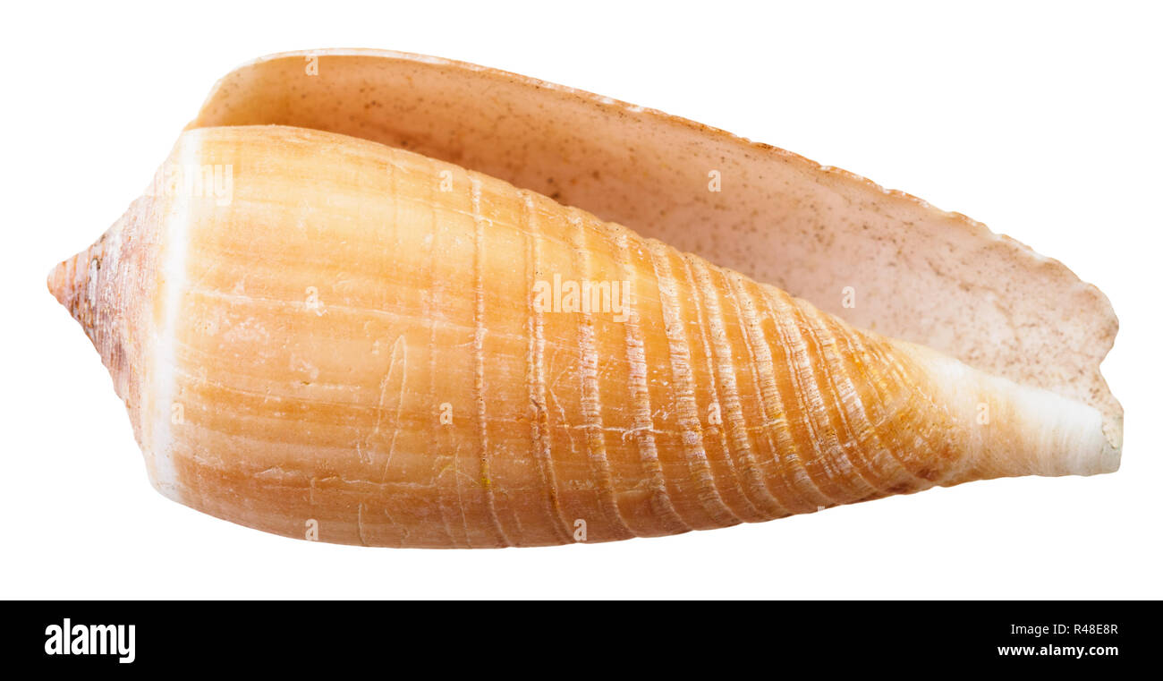 empty mollusk shell of sea cone snail isolated Stock Photo - Alamy