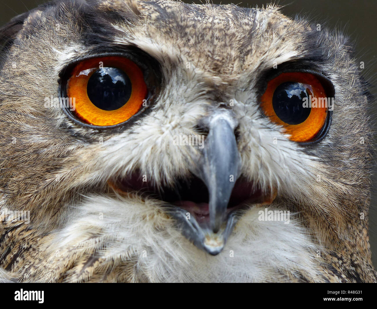a close look Stock Photo - Alamy