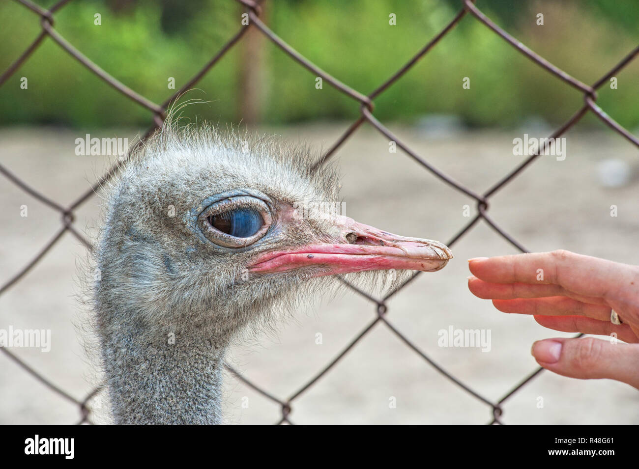 Woman hand and ostrich Stock Photo - Alamy